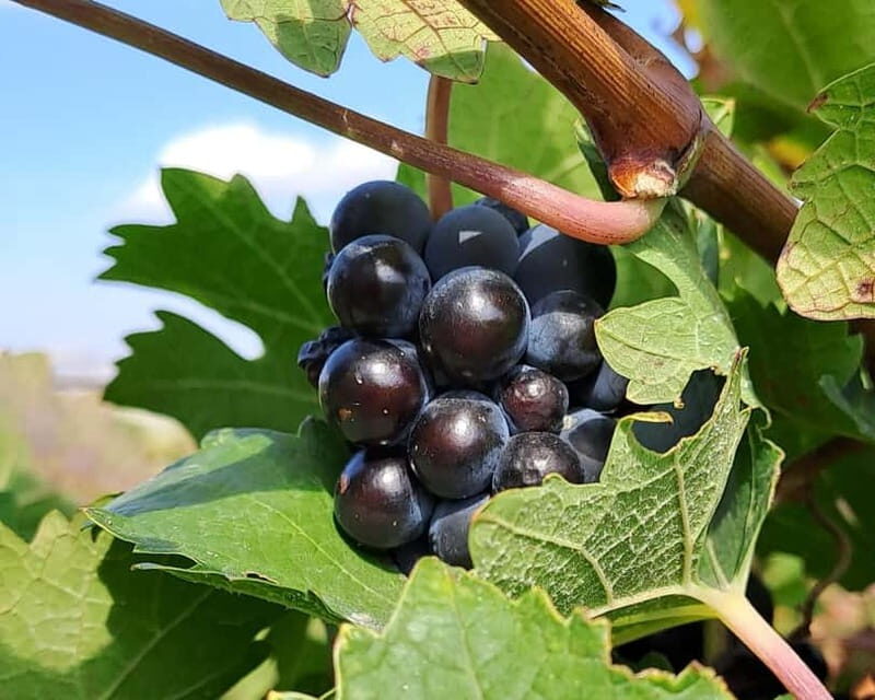 Crete: 2 Wineries Tour with Wine Tasting & Lunch - Key Points