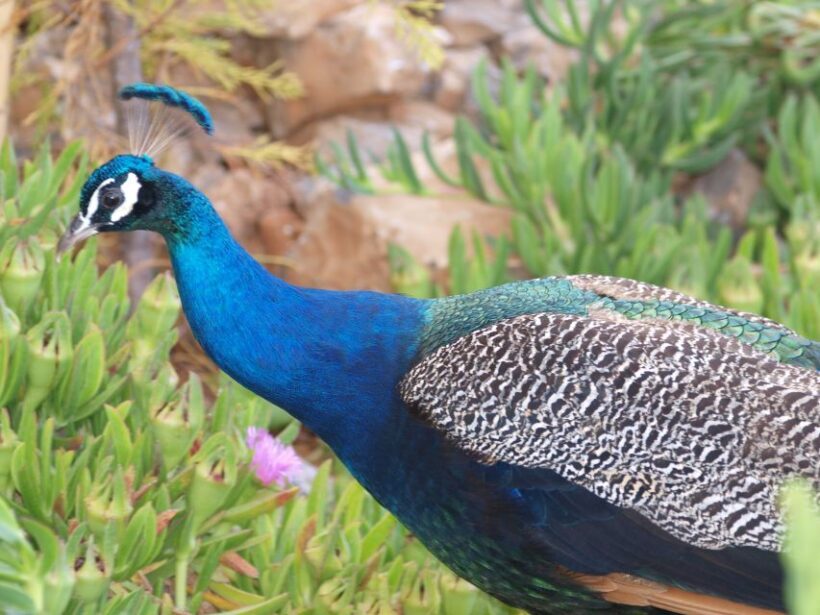 Crete: Agios Nikolaos, Kritsa and Amazonas Park Day Trip - FAQ