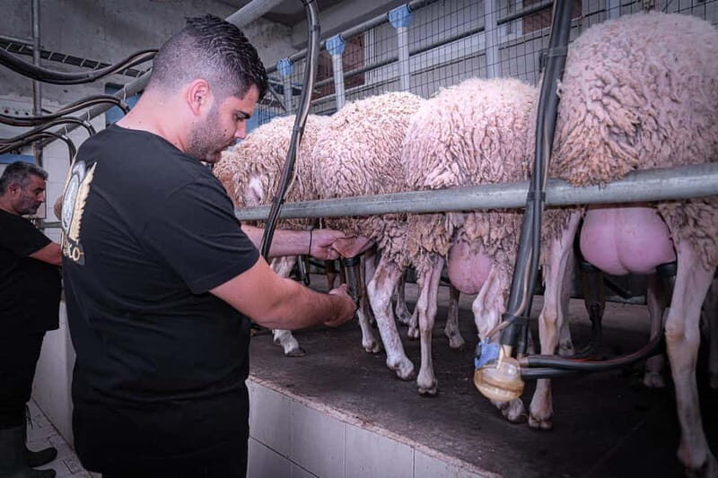 Crete: Farm Visit with Cheese Tasting and Milking Experience - What Visitors Are Saying