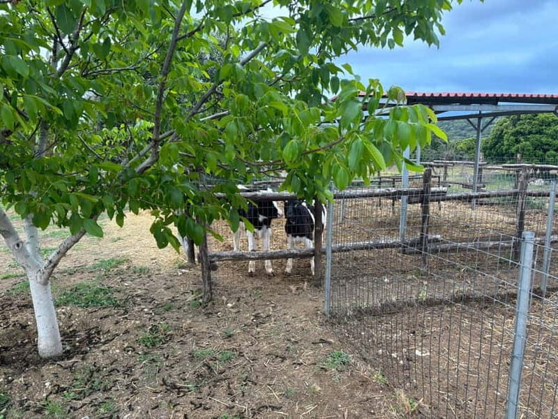 Crete: Farm Visit with Cheese Tasting and Milking Experience - Final Thoughts