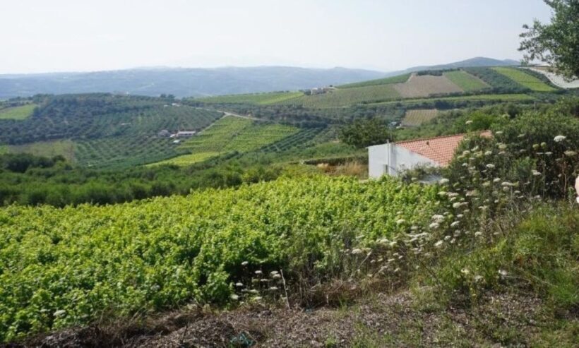 Crete: Full-Day Cretan Wines, Olive Oil, Raki and Food Tour - FAQ
