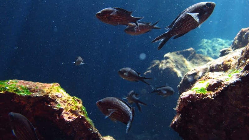 Crete: Guided Diving Experience for Certified Divers - Who Will Love This Experience?