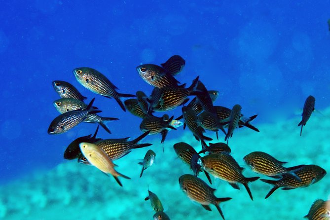 Crete Introductory Scuba Diving Experience - The Open Water Dive: A Gentle Introduction