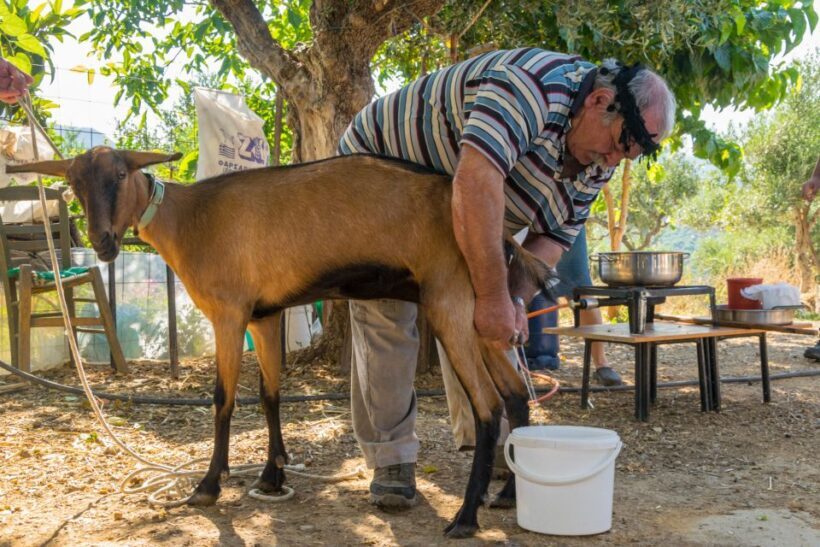Crete: Lasithi Plateau and Cave of Zeus Off Road Safari Tour - The Itinerary: From Rural Farms to Mythic Caves
