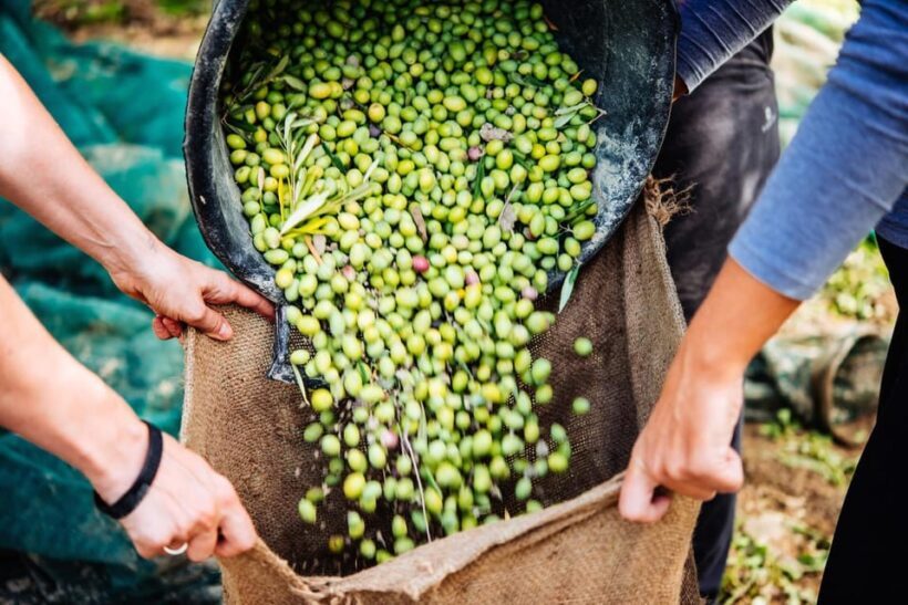 Crete: Melidoni Cave, Honey, Olive Oil & Reptisland - Exploring Crete’s Natural and Cultural Gems
