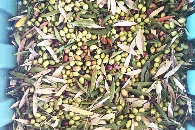 Crete: Olive, Wine, Raki - Flavorful Culinary Journey - Exploring Olive Farm and Olive Oil Tasting