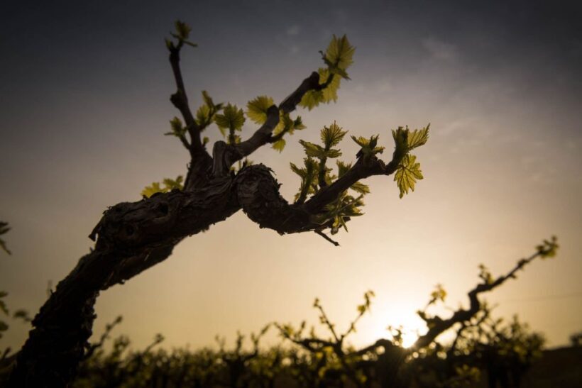 Crete: Olive, Wine, & Raki on a Flavorful Culinary Journey - A Closer Look at the Journey