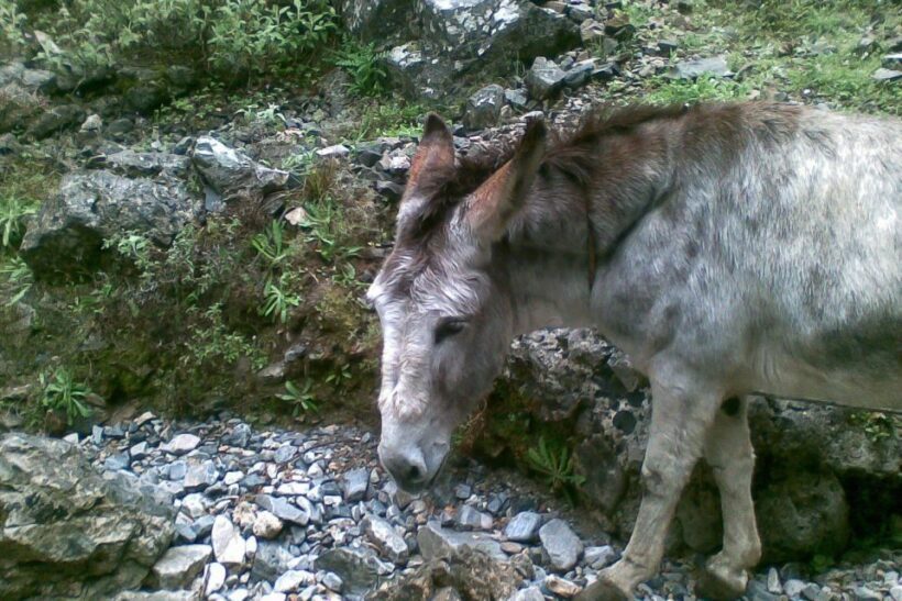 Crete: Samaria Gorge Hiking with transfer and expert Escort - FAQs