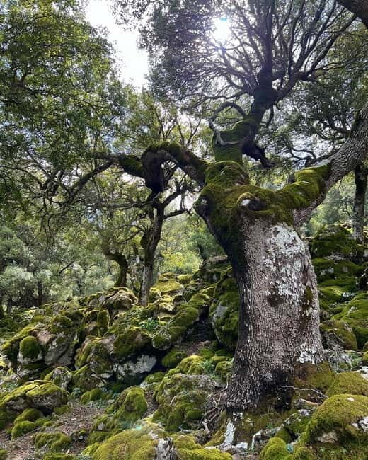 Crete: Sarakina Gorge, Forests, and South Coast Safari - Final Words