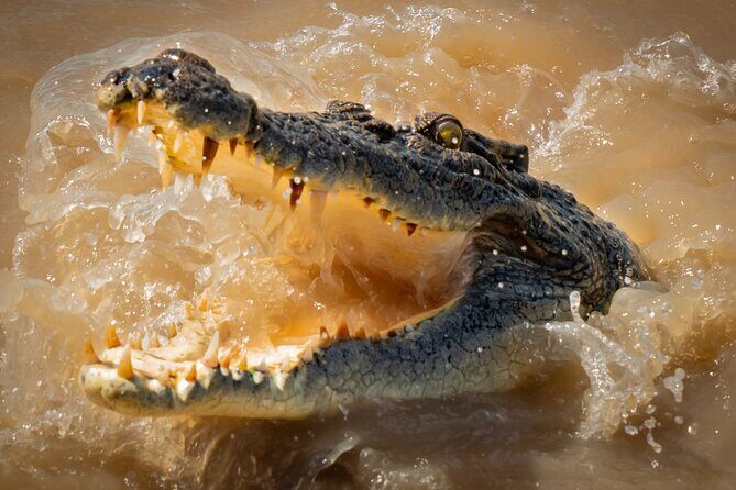 Croc Country Safaris - Key Points