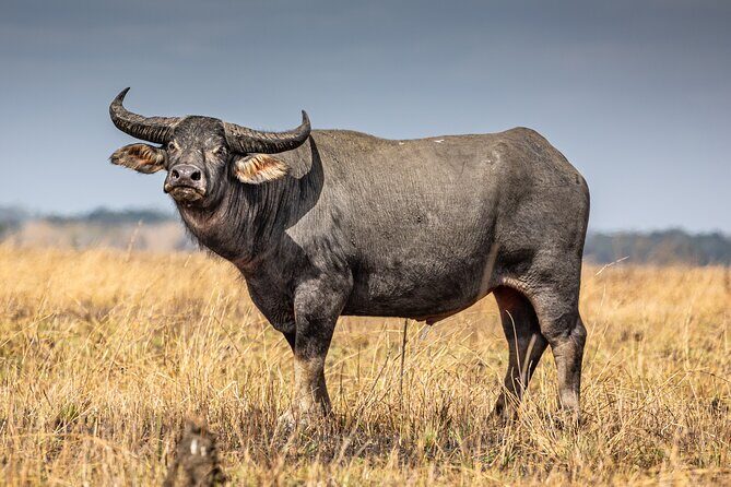 Croc Country Safaris - FAQ