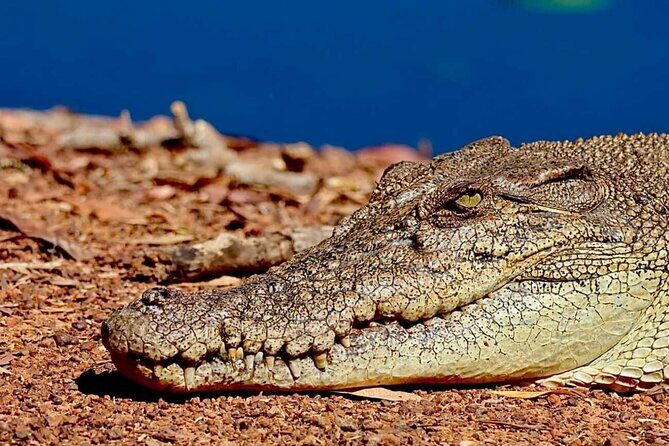 Crocodile Jumping Boat Cruise with Transfer from Darwin - Who Will Love This Tour?