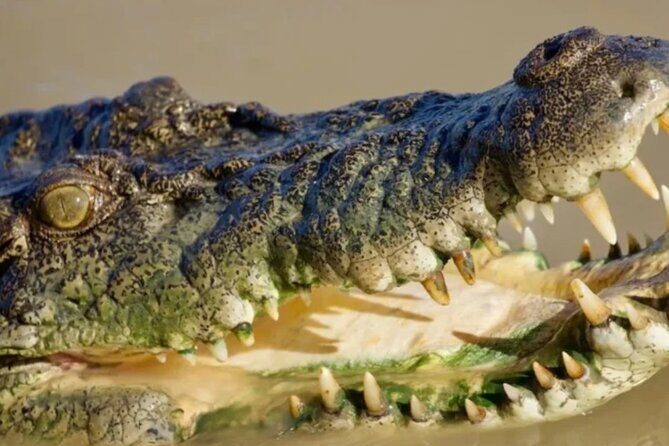 Crocodile Safari/Pelican Bar Combo. - Pricing & Value