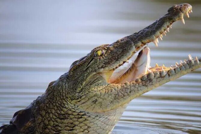 Crocodile Safari/Pelican Bar Combo. - Final Reflection