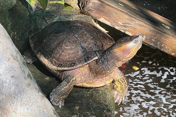 Crocodiles and Turtles Ecological Tour - Final Words