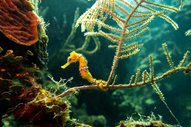 Cruise Excursion – 2 Scuba Dives With Transport (For Certified Divers) - Itinerary and Logistics