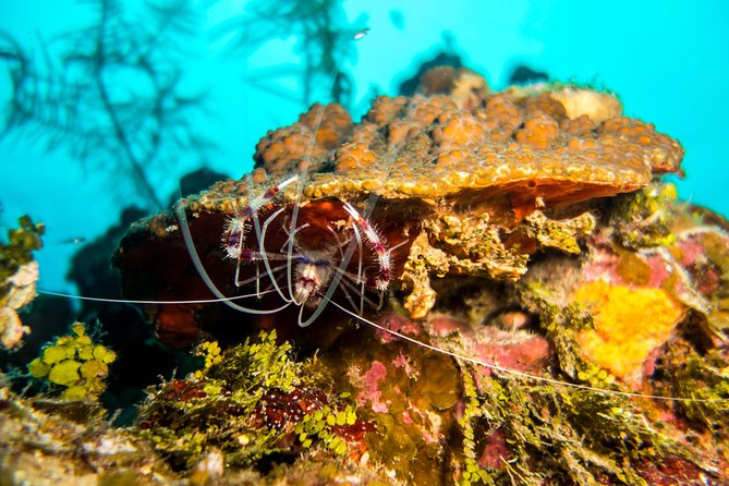 Cruise Excursion – 2 Scuba Dives With Transport (For Certified Divers) - Customer Feedback