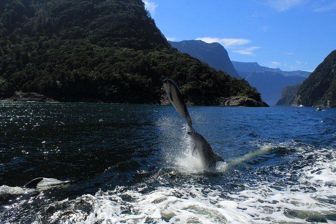 Cruise Milford NZ Small Boutique Cruise Experience - Final Thoughts