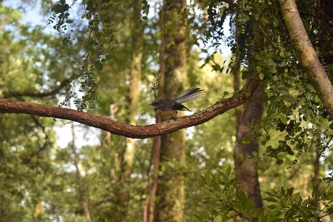 Cruise & Rainforest Walk - Franz Josef Glacier - Final Thoughts