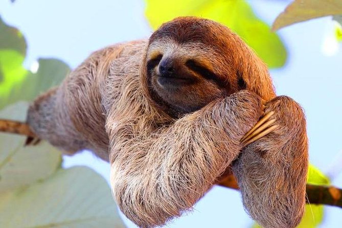 Cruise Ship Combo: Sloths, Chocolate Factory, City Tour, Beach, Private Shuttle - Tour Overview and Highlights