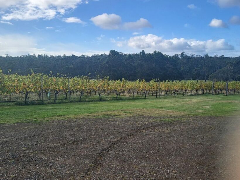 Cruise Ship - Wine Shore Excursion - Hobart - A Practical, Enjoyable Day on Tasmania’s Vineyards
