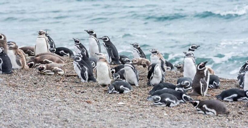 Cruise Shore Exc. Ea San Lorenzo (Penguins) Lunch Included - An Overview of the Experience