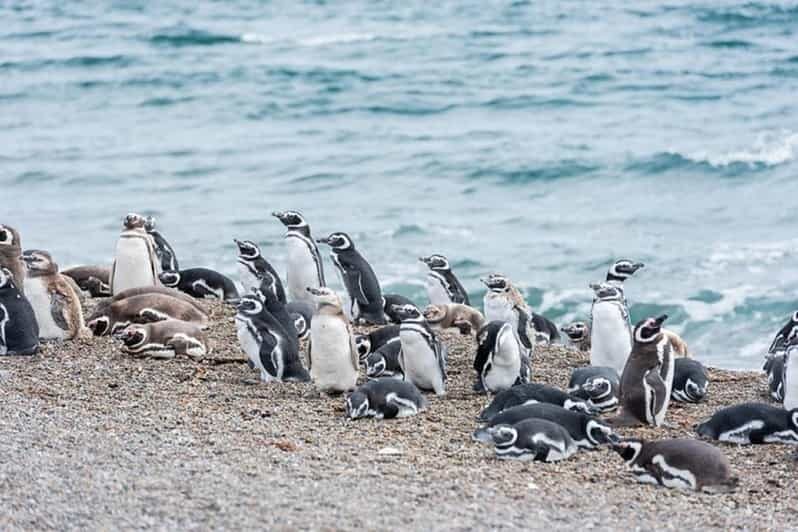Cruise Shore Exc. Ea San Lorenzo (Penguins) Lunch Included - Authenticity and Value