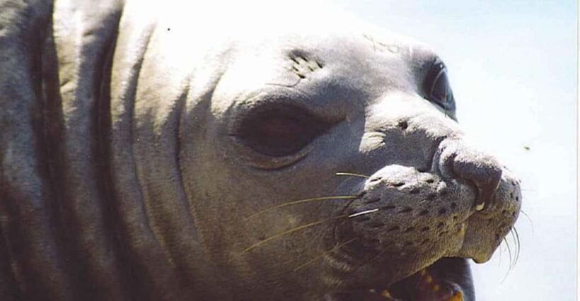 Cruise Shore Excursion Peninsula Valdes - Box Lunch Included - What This Tour Offers: A Closer Look