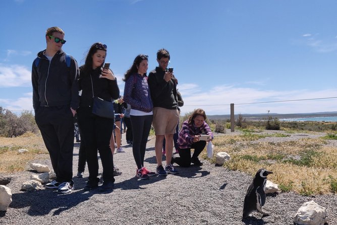 Cruise Shore Excursion Punta Tombo - From Puerto Madryn Patagonia - Key Points