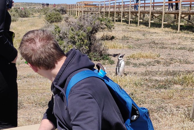 Cruise Shore Excursion Punta Tombo - From Puerto Madryn Patagonia - Transportation and Comfort