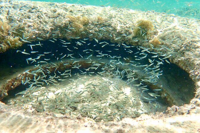 Cruise to the Grand Ass DE Sac in an open air aquarium - Who Should Consider This Tour?