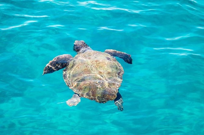 Cruise to Turtles Island and Caves With a Glass Bottom Boat - Considerations for Booking