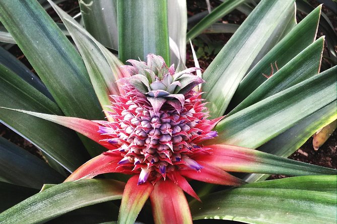 Cruise Travellers: Sete Cidades Volcano, The Blue & Green Lake - Included and Excluded Items