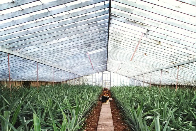 Cruise Travellers: Sete Cidades Volcano, The Blue & Green Lake - Customer Experiences and Feedback