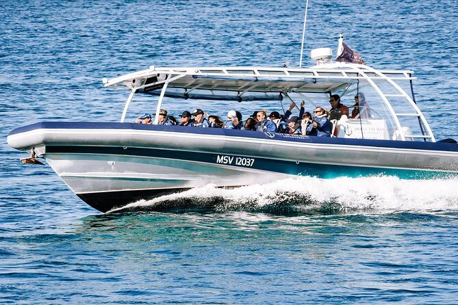 Cruise with Dolphins in Byron Bay - An In-Depth Look at the Byron Bay Dolphin Cruise