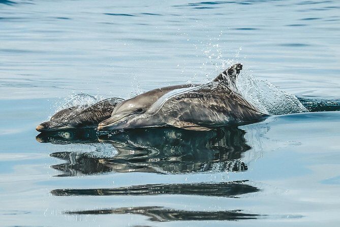 Cruise with Dolphins in Byron Bay - Authentic Experiences and What Travelers Love