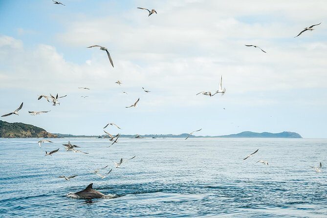 Cruise with Dolphins in Byron Bay - Who Should Consider This Tour?