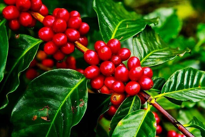 Cruisileline Semarang Port Central Java.(Tlogo Agro Plantation Highlight ) 5H - Key Points