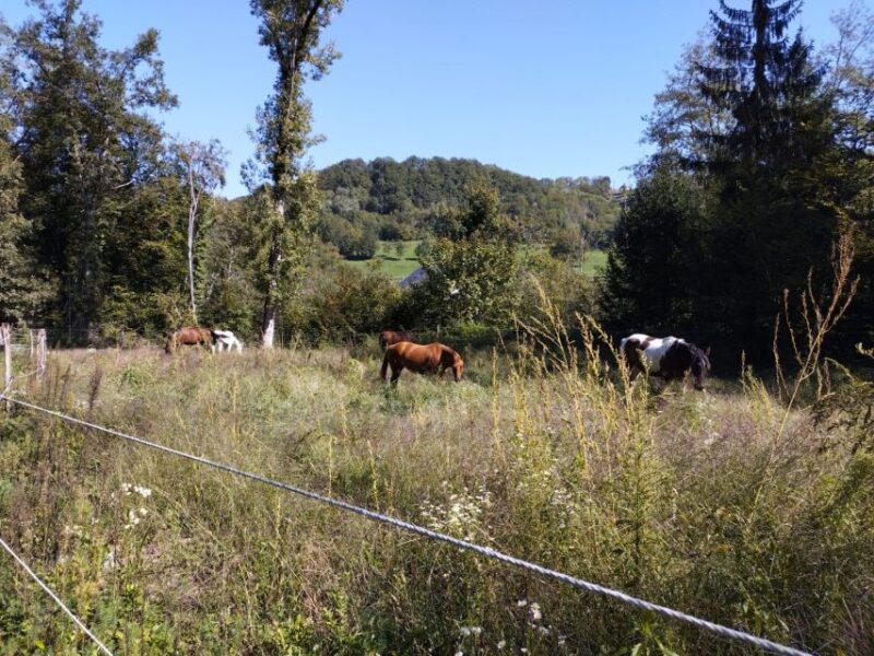 Cruseilles: Horseback Riding in the Countryside - What’s Included and What to Expect