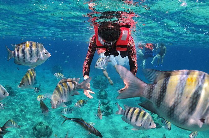 Crusers only Under the Sea of Cozumel - Who Will Love This Tour?
