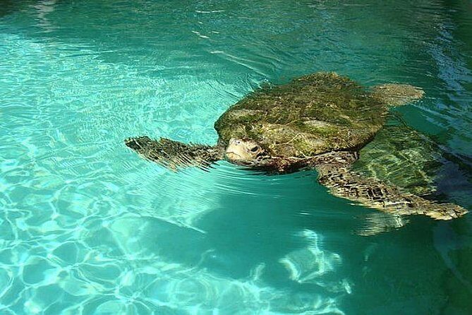 Crystal Caves, Aquarium, City of Hamilton and Ferry - A Detailed Dive into the Tour Experience