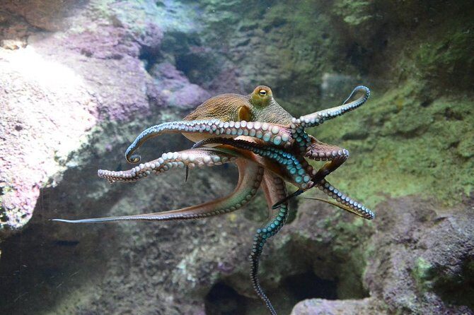 Crystal Caves, Aquarium, City of Hamilton and Ferry - Frequently Asked Questions