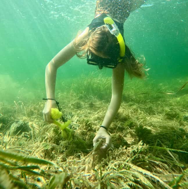 Crystal River: All Inclusive Premier Scalloping Tour - The Sum Up