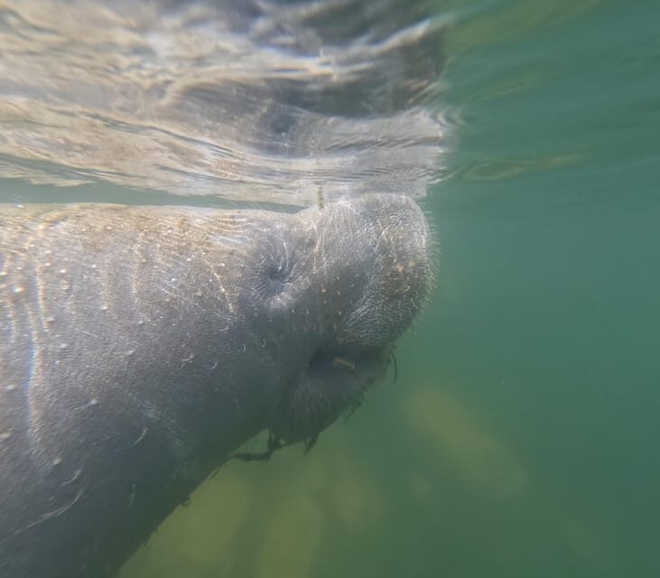 Crystal River: Guided Manatee Snorkeling Tour - Key Points