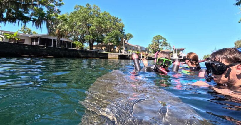 Crystal River: Guided Manatee Snorkeling Tour - The Experience in Real Terms: What Travelers Say