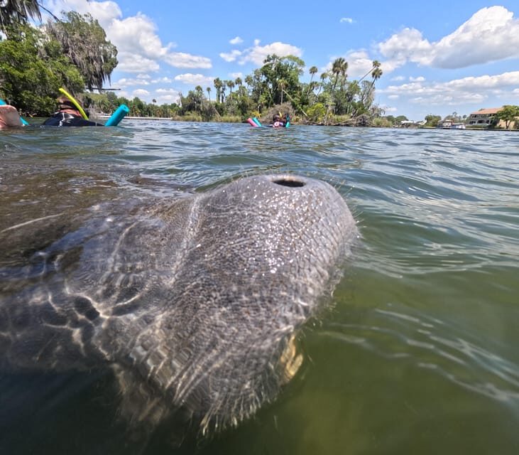 Crystal River: Guided Manatee Snorkeling Tour - The Itinerary Breakdown