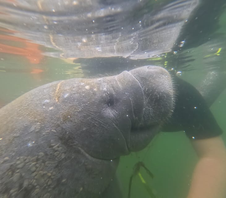 Crystal River: Guided Manatee Snorkeling Tour - The Itinerary: What to Expect
