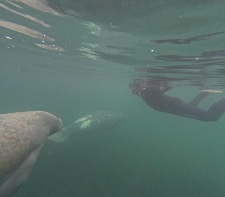 Crystal River: Guided Manatee Snorkeling Tour - The Experience in Detail: What You’ll Love
