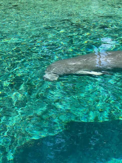Crystal River: Manatee Season Tour w/ Free Photo Package - Practical Details and Tips