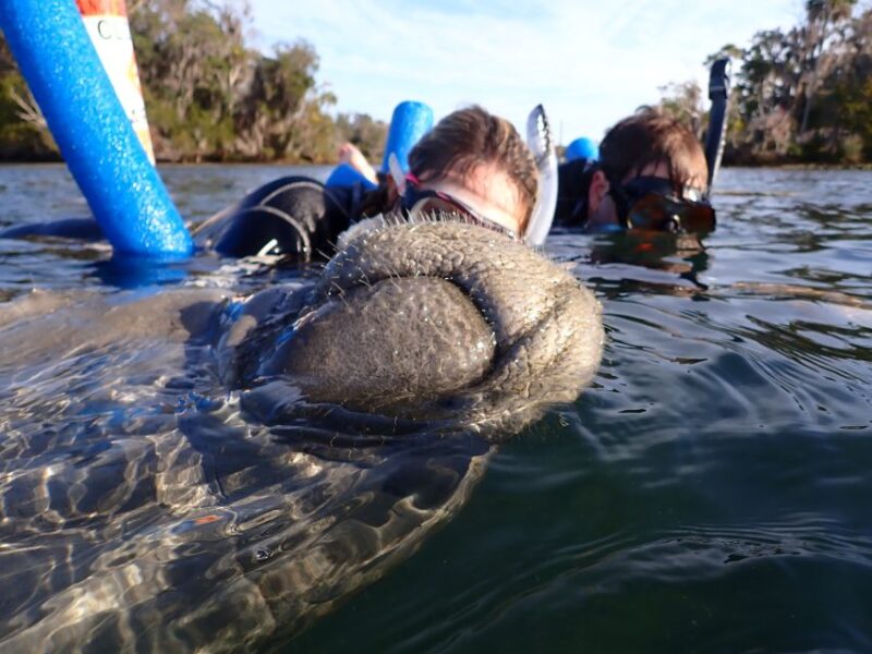 Crystal River: Manatee Snorkel Tour w/ In-Water Photographer - FAQ
